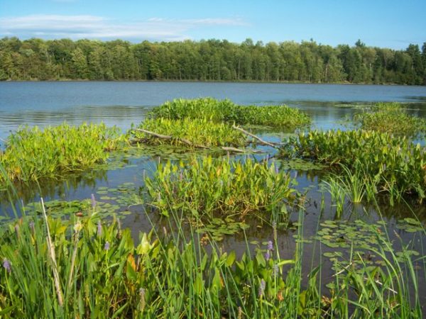 Protecting Florida’s Wetlands During Construction | NPDES, stormwater ...